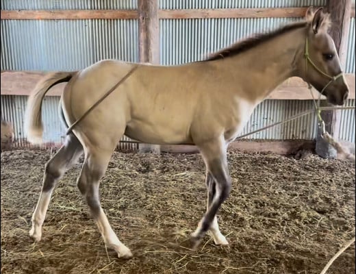 Blue Valentine and Driftwood Heritage Production Sale